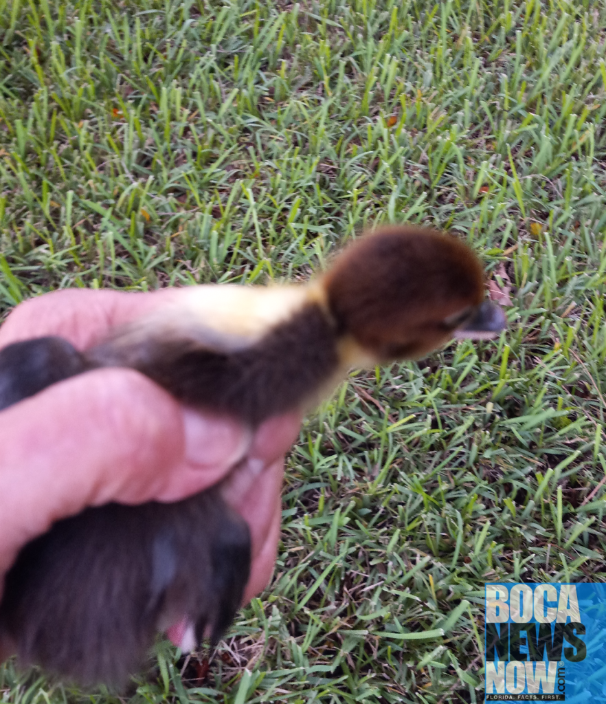 DUCKLING RESCUE! Palm Beach County Fire Rescue Saves Ducklings In Boca ...