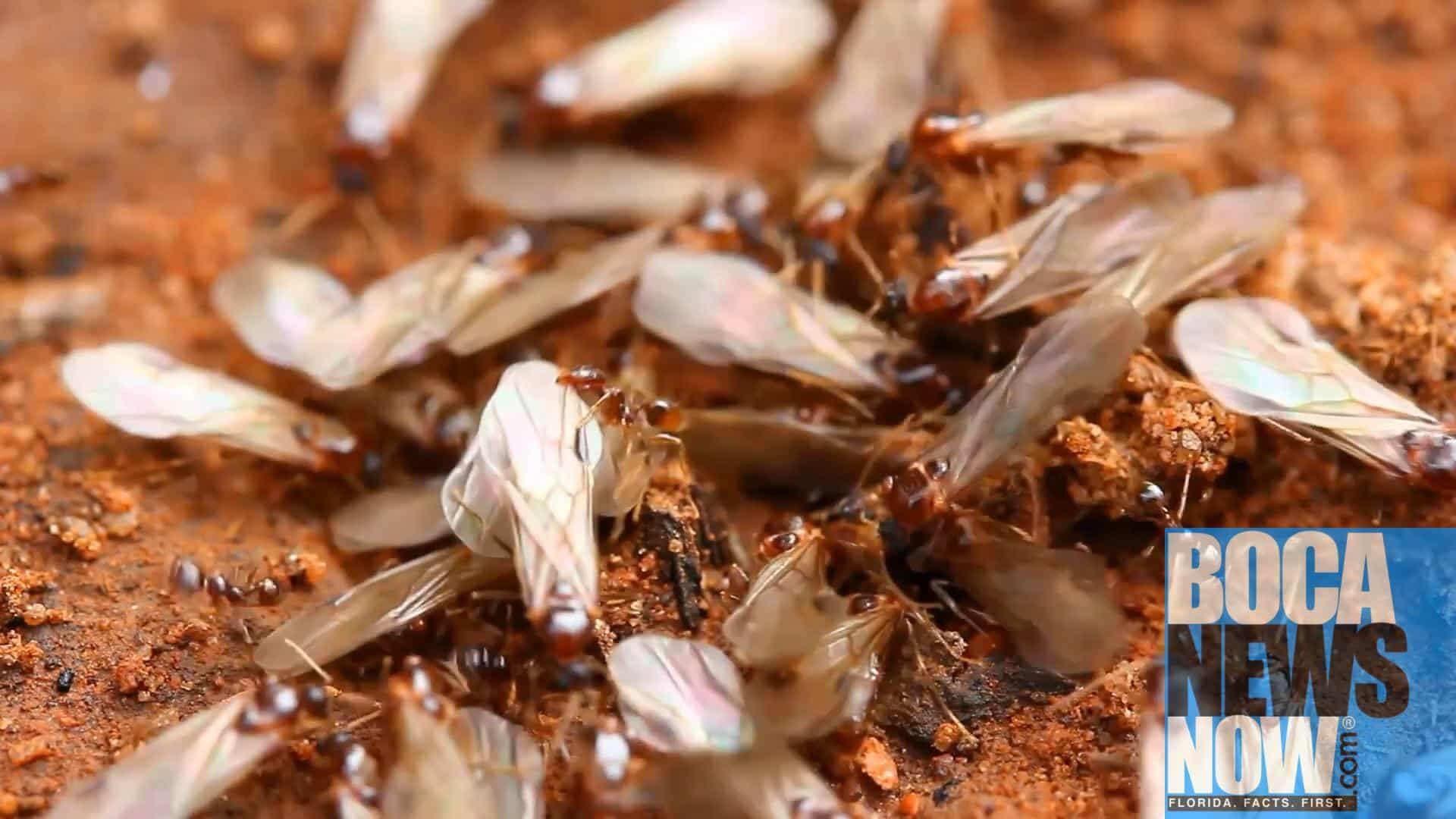 Termites Force Closure Of South County Courthouse In Delray Beach ...