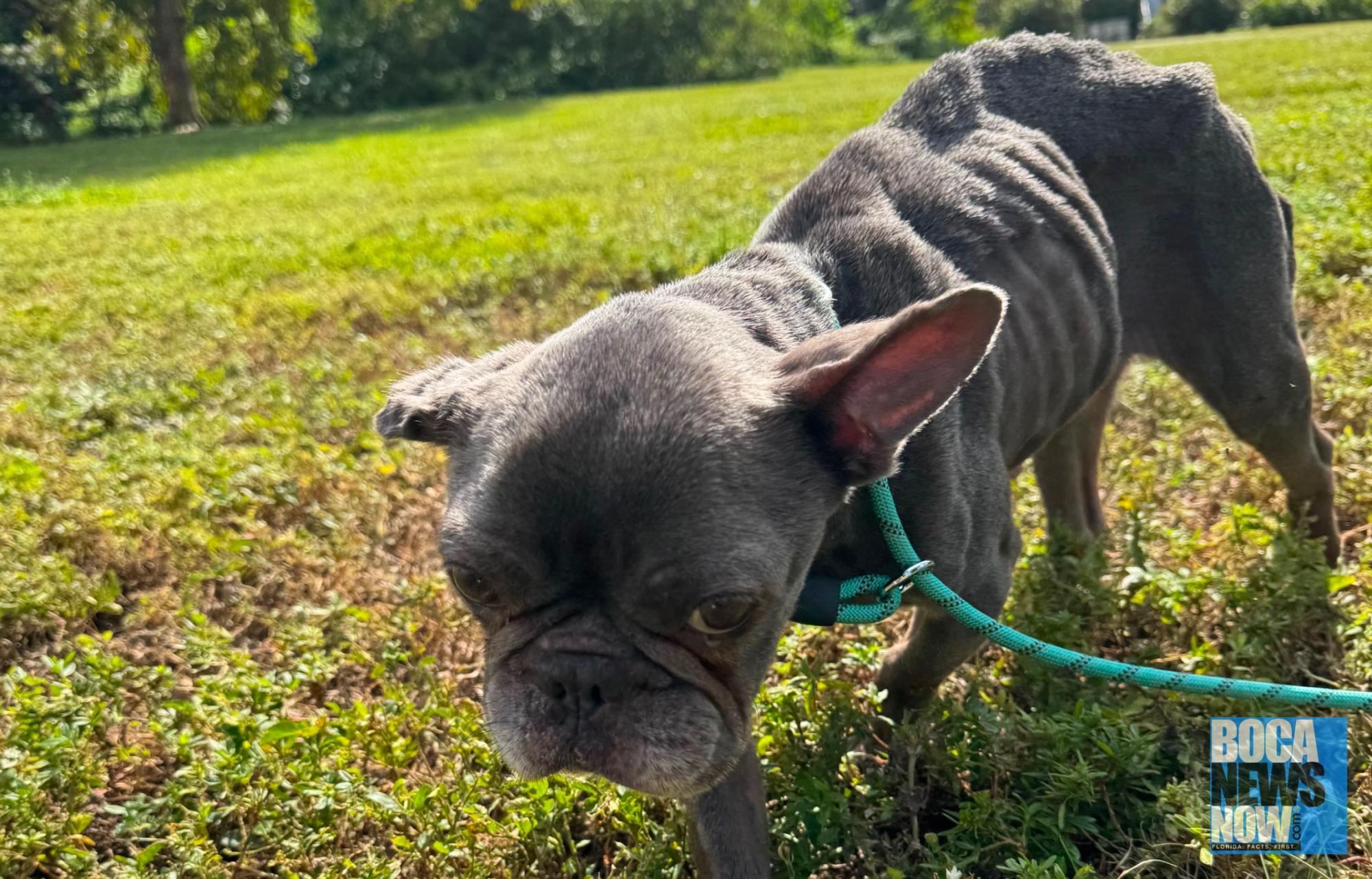 Emaciated Dog Saved By Boca Raton's Tri County Animal Rescue ...