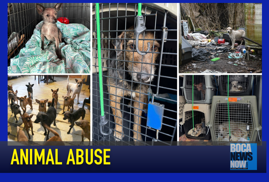 Abused, Sick Dogs Rescued From Arkansas, Now In Boca Raton ...